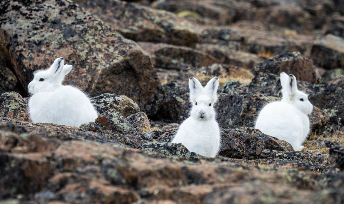 Your Guide to the Life and Facts of Arctic Hare